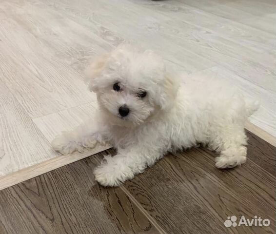 Мальчик Бишон Фризе