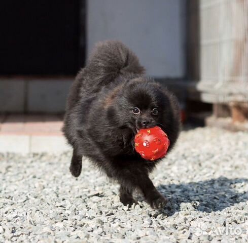 Немецкий малый шпиц.вязка