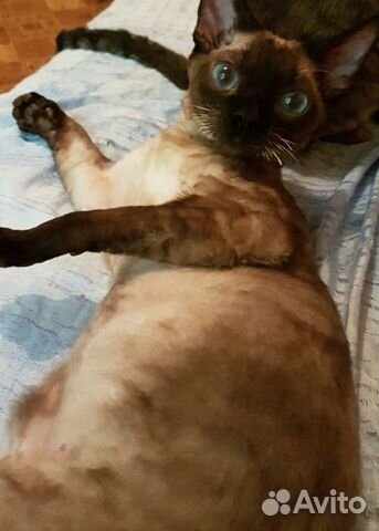 Котик Девон-Рекс