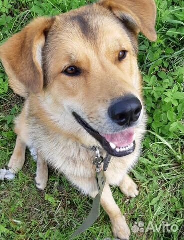 Щенок охранник в дар