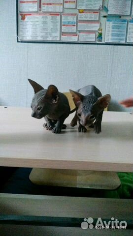 Донской сфинкс