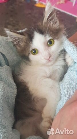 Котенок ищет дом