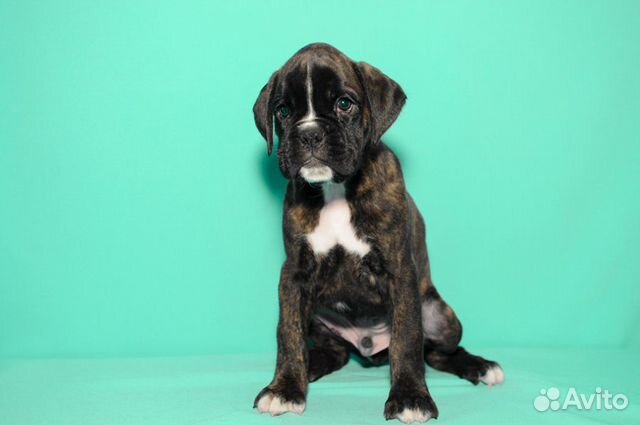 Черномордый красавчик боксерчик