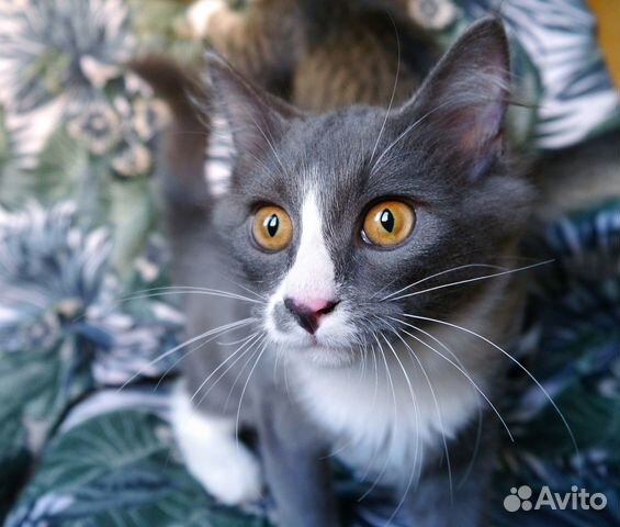 Самый ласковый и красивый котенок ищет дом