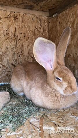 Шикарные Кролики