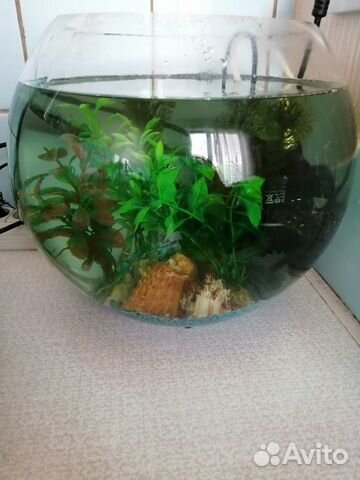 Аквариум