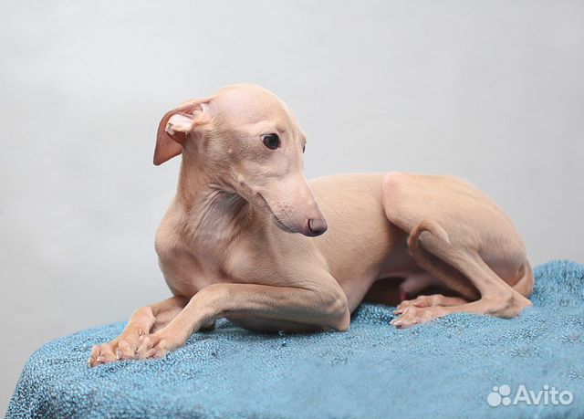 Щенки левретки