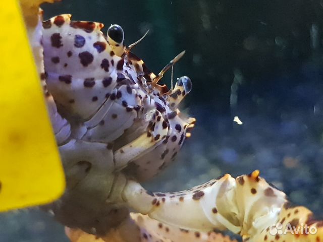 Краб пантера