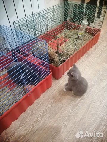 Декоративные кролики мальчик и девочка. 9 месяцев