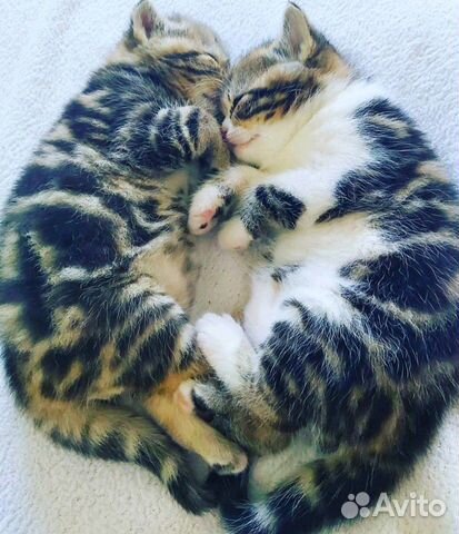 Котята с документами