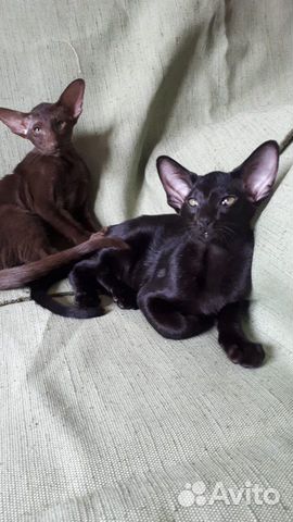 Котята ориентальные