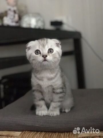 Scottish (шотландская) fold (вислоухая)