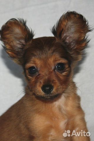 Hусского длинношерстный той терьер