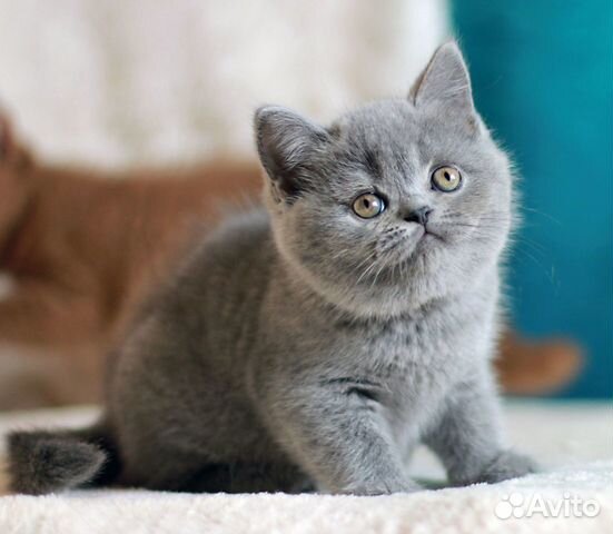 Плюшечка. Голубая британская девочка