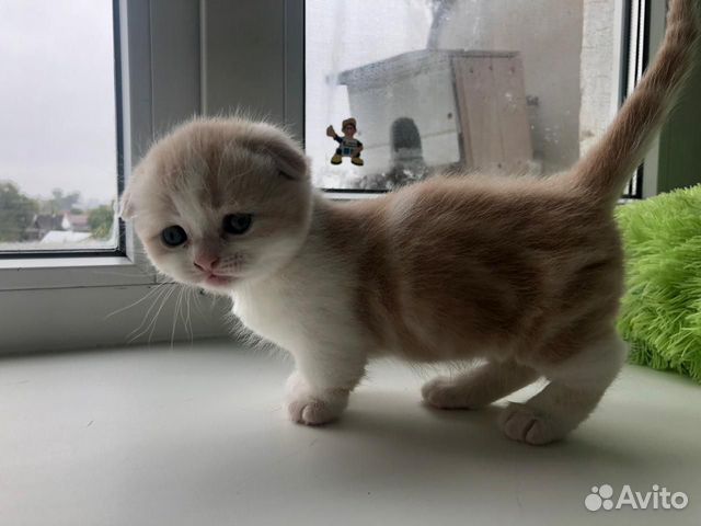 Манчкин скотиш фолд 01.07.19, привит, с паспортом