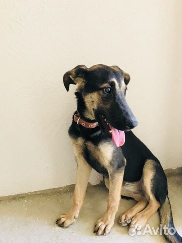 Щенок Девочка 4,5 мес