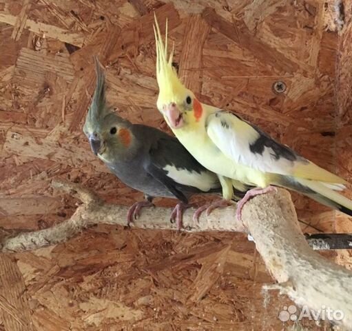 Попугай корелла