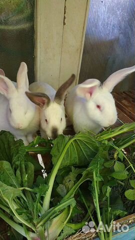 Продам кроликов
