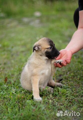 Маленькая принцесса Лея ищет свое королевство
