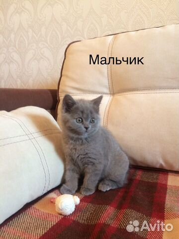 Британские котята