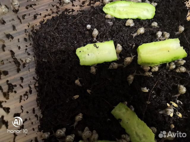 Улитки Ахатины фулика стандарт