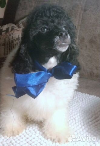 Пудель арлекин мальчик