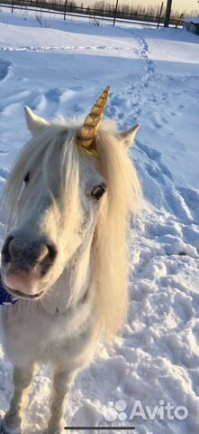 Американская миниатюрная лошадь мерин