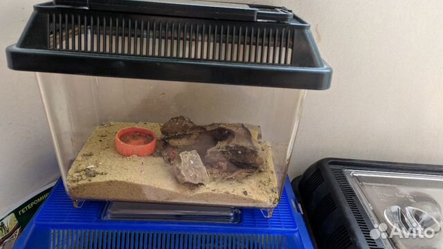 Пёстрый скорпион