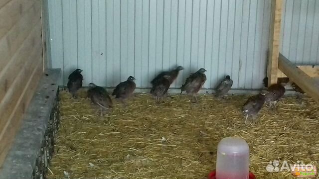 Румыские фазанята