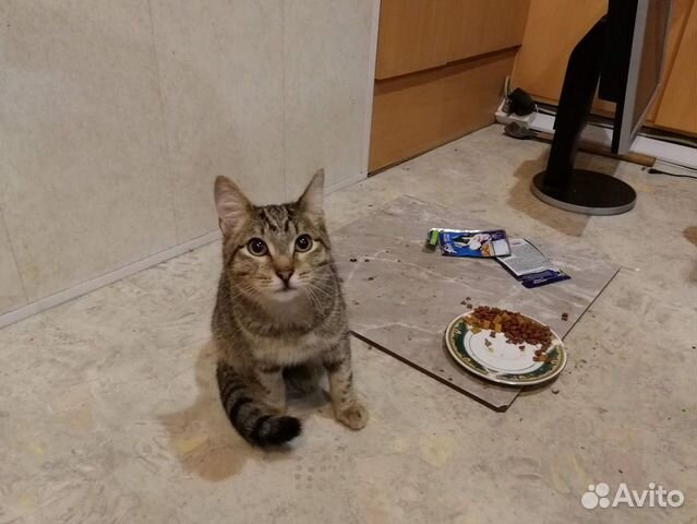 Найден молодой кот, котенок (Эльмаш)