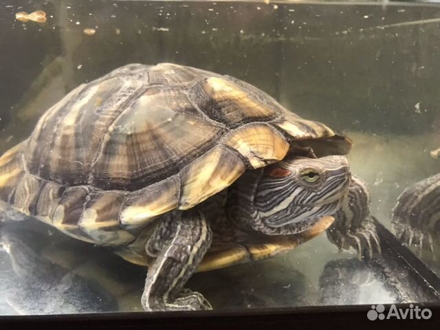 Черепахи Красноухие 2 штуки. Отдадим в добрые руки