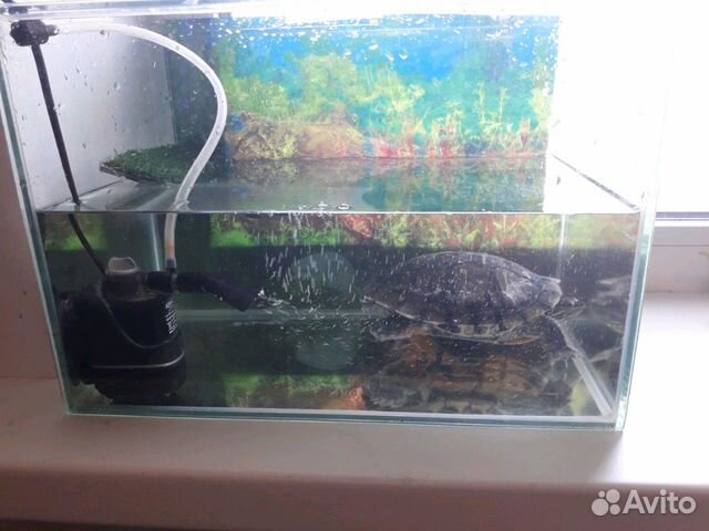 Черепаха красноухая