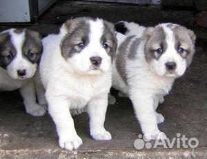 Щенки азиатской овчарки