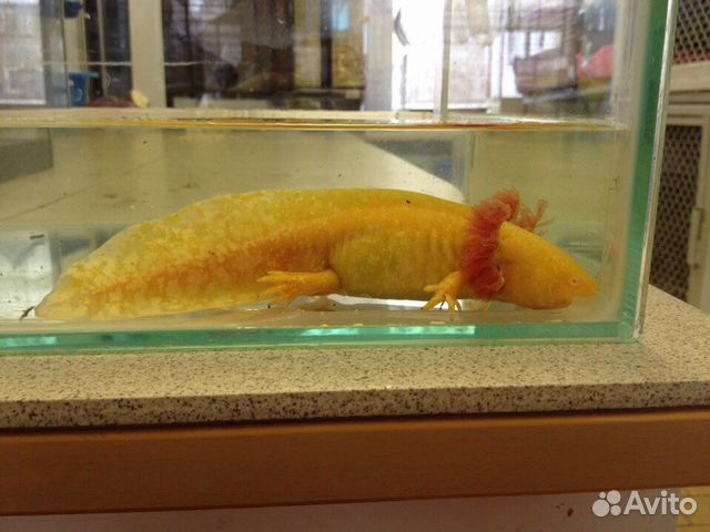 Аксолотль золотой