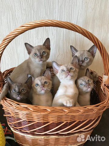 Шикарные котята Европейской Бурмы