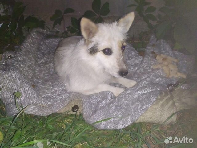 Маленькой, беленькой собачке нужен добрый хозяин