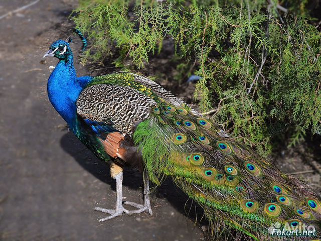 Индийский павлин