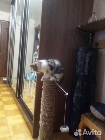 Котенок. мама чистокровная британка, папа-русский