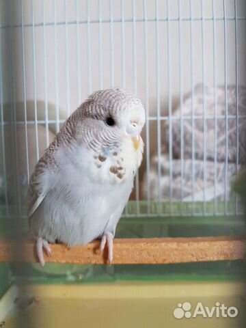 Самочка ввп