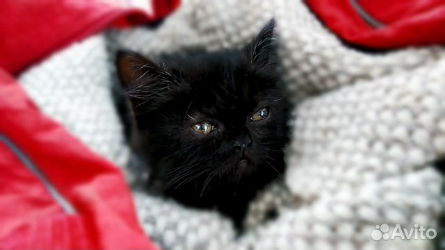 Котенок черный, британской породы