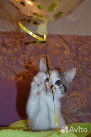 Котенок - богатка 2 месяца