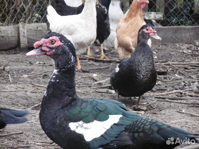 Продам семью индоуток (1сел.+2утки), д.Корекозево