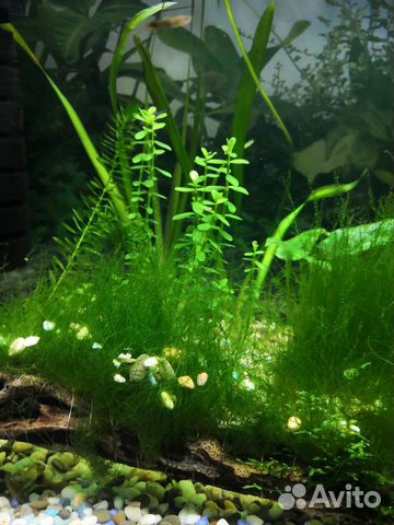 Аквариумные рыбки и растения (живые и искусственны
