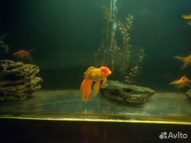 Золотые рыбки продаю подробные цена договорная