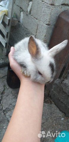 Маленький декоративный кролик