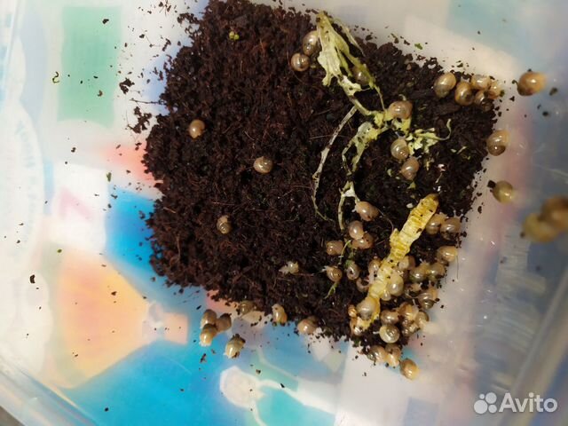 Улитята Ахатин