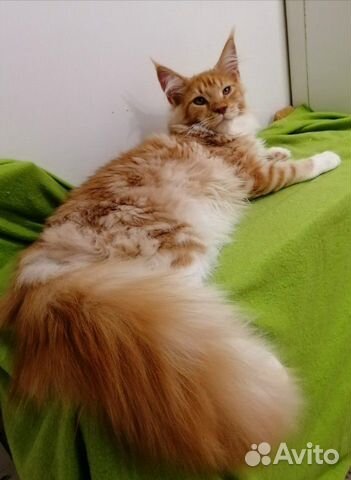 Роскошный Рыжик мейн кун