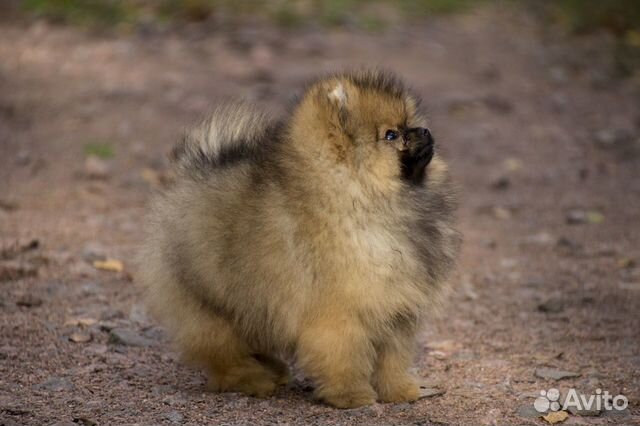 Немецкий цверг шпиц