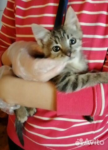 Котёнок мальчик