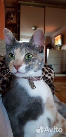 Ищем котика для вязки